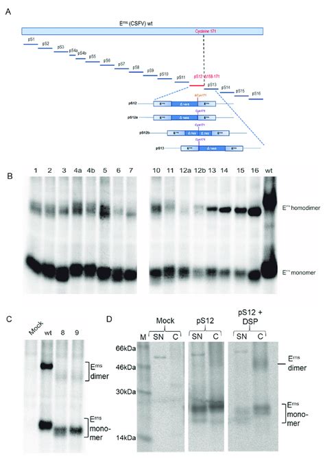 Influence Of Deletions Of E Rns Sequences On Homodimer Formation A Download Scientific