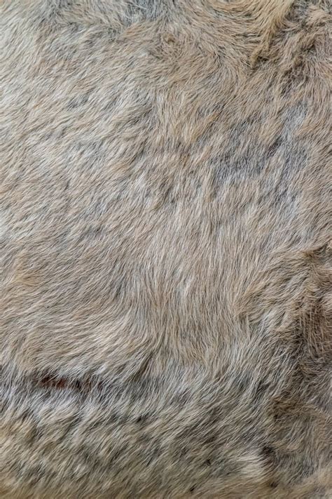 무료 사진 밝은 갈색 모피의 클로즈업 텍스처