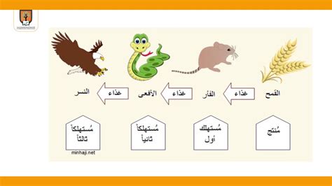 السلسلة الغذائية للصف الرابع الأساسي Youtube