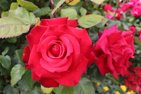 Roser - Blomster