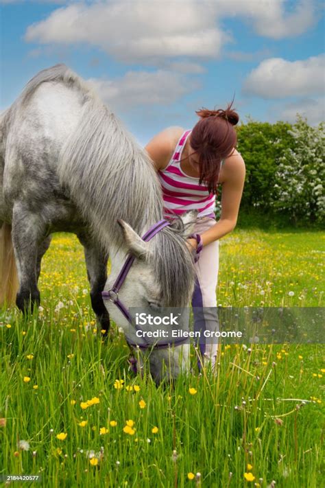 미녀와 그녀의 짐승 회색 말과 예쁜 십대 소녀는 화창한 여름날 논두렁에서 함께 시간을 보내는 것을 즐깁니다 야생화들 사이의