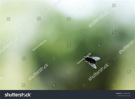 Fly On Window Images Stock Photos Vectors Shutterstock