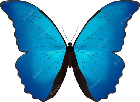 Blue Morpho Butterfly Stock Vector Royalty Free 123562036 Clip Art