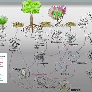 Representation Of A Soil Food Web Showing The Position Of Major Soil