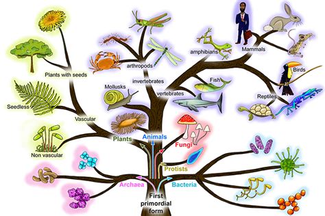 Species Classification Tree
