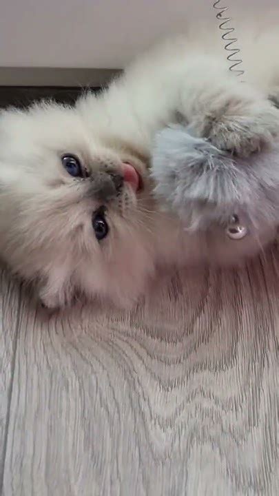 Малышок рэгдолл ген карликовости 2 мес Youtube