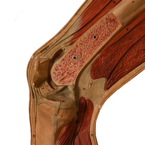 Knee Joint Model By Somso Fleaglass