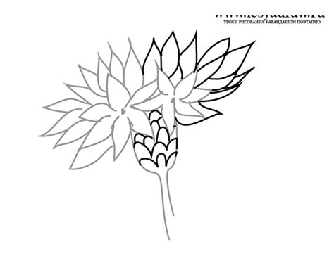 Как нарисовать цветок василек карандашом 96 фото