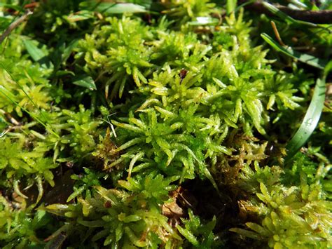 Sphagnum Moss Edisto Island Open Land Trust South Carolina