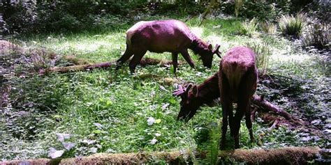Oregon Roosevelt Elk Hunting Upfront Outfitters