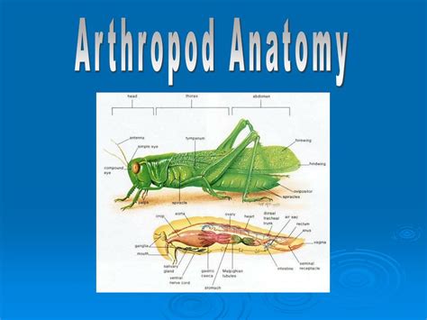 Ppt Arthropod Anatomy Powerpoint Presentation Free Download Id2861230