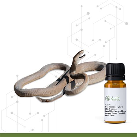 Dendroaspis Polylepis Amsaal Venom Farm Llc