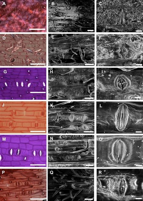 Lm And Sem Of Cassytha Stem Surface A C Stomata Of C Aurea Var