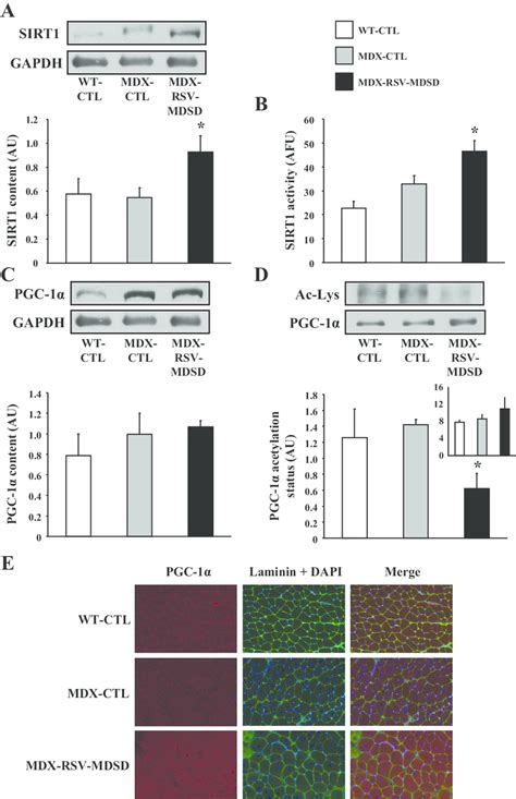 Sirtuin 1 Sirt1 And Peroxisome Proliferator Activated Download Scientific Diagram