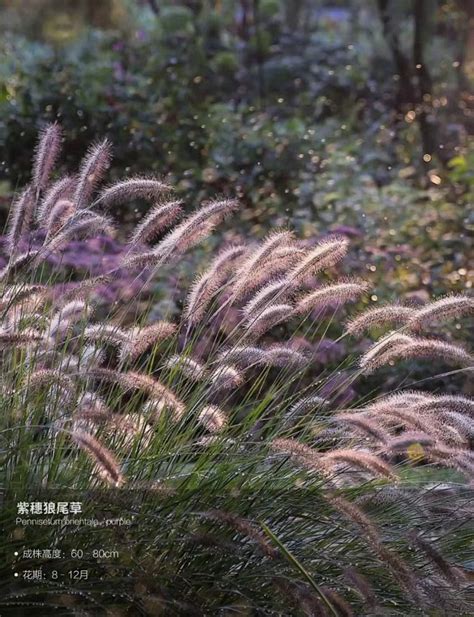 紫穗狼尾草