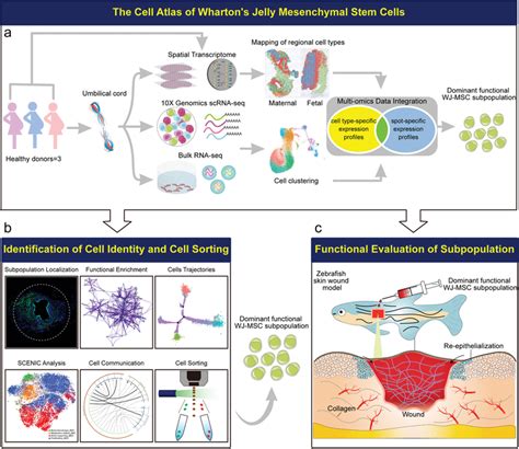 Scheme A Single‐cell Transcriptome Combined With Spatial
