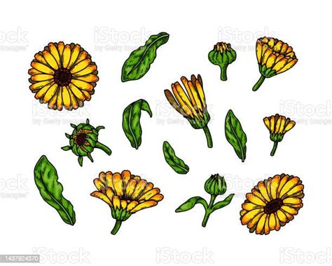 흰색 배경에 고립 된 손으로 그린 금송화 꽃 피는 식물 세트 컬러 스케치 스타일의 벡터 일러스트레이션입니다 식물 디자인 요소 0명에 대한 스톡 벡터 아트 및 기타 이미지