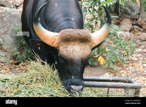 Gaur Bos Gaurus Readei Bglaosiensis Graze Along The Wild Edge