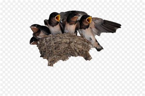 一窝燕子png图片素材下载图片编号8298025 Png素材网