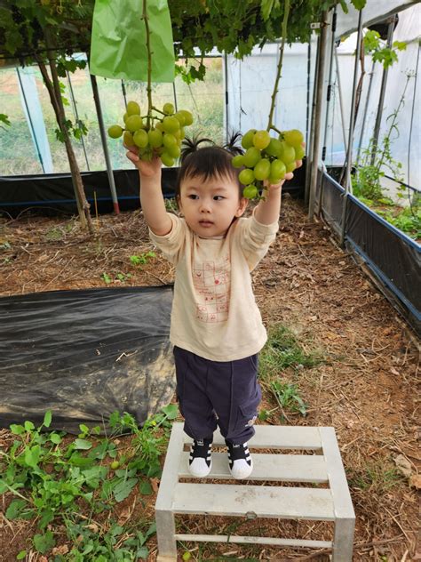 포도밭 체험 영아반 향기나무 어린이집 갤러리 온양온천감리교회