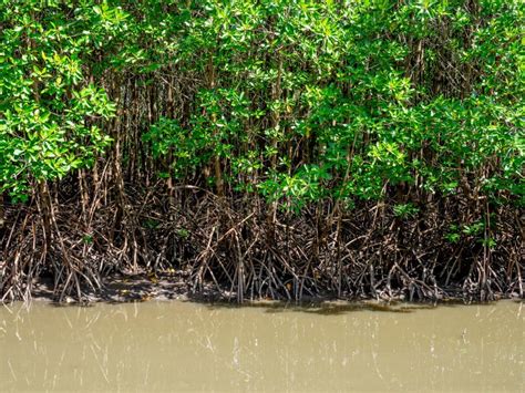 Mangrove Tree Roots That Grow Above Sea Water Mangroves Function As Plants That Are Able To