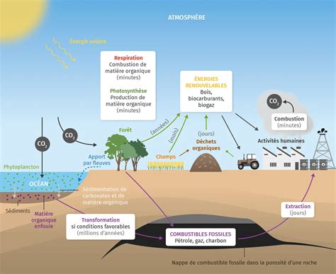 Le Cycle Du Carbone Lelivrescolairefr