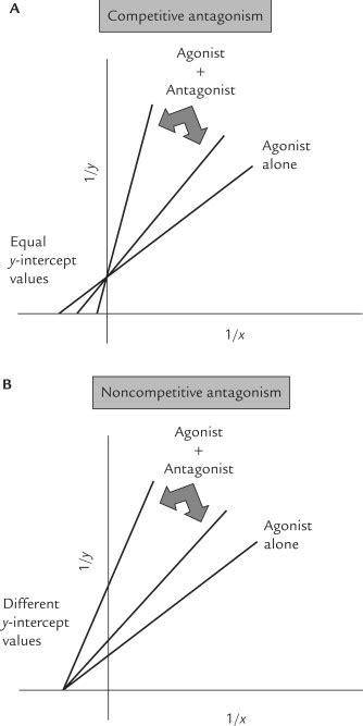 Double Reciprocal Plot Of Contractile Response Versus Norepinephrine