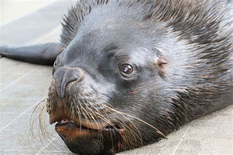 仙台うみの杜水族館｜東北の観光スポットを探す 旅東北 東北の観光・旅行情報サイト