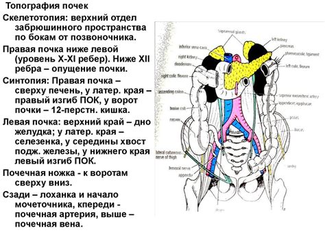 Топографическая анатомия и оперативная хирургия забрюшинного пространства презентация онлайн