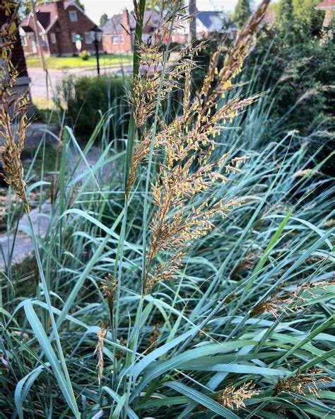 10 Native Plants That Give American Gardens Their Unique Beauty