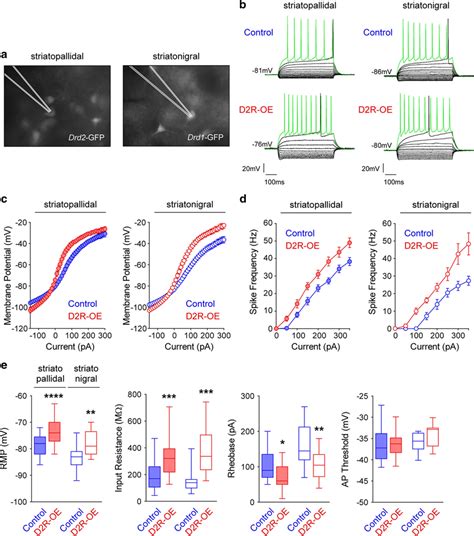 Chronic Striatal D2r Overexpression Increases The Excitability Of Download Scientific Diagram