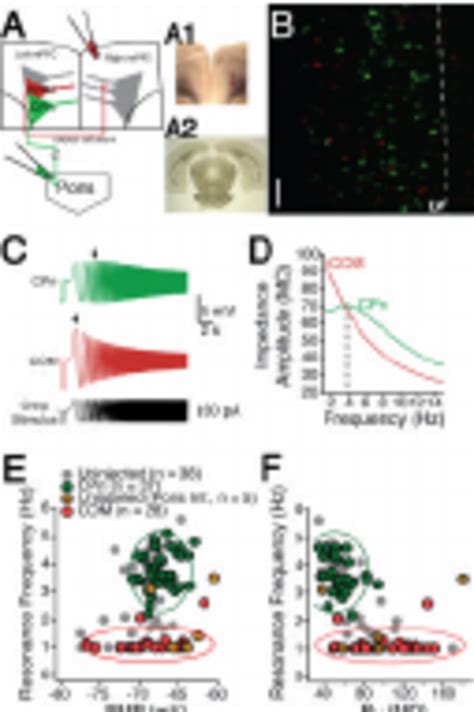 Dynamics Of Mpfc Neurons Depend Upon Their Long Range Projection Targets Download Scientific