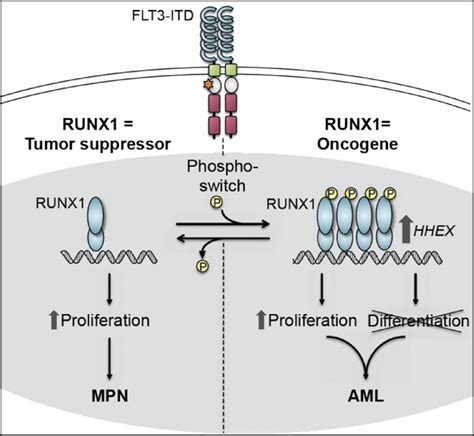 Runx1 Cooperates With Flt3 Itd To Induce Leukemia Pmc