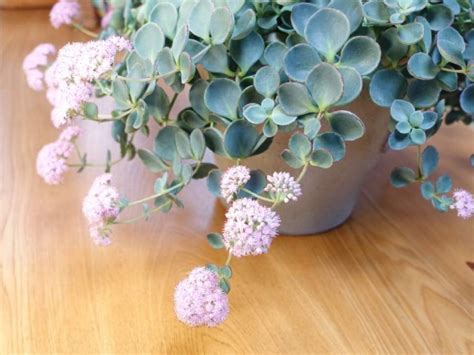 ミセバヤの育て方花の色や冬越しの方法は HORTI ホルティ by GreenSnap