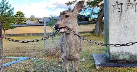 🌙g3ナイター函館競輪最終日後半891012レースセット🌙｜鹿ちゃん🦌競輪予想