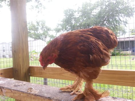 Feather Footed Gold Sex Link Backyard Chickens Learn How To Raise