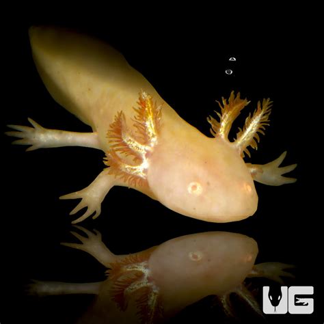 Golden Albino Axolotl