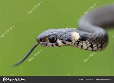 Close Harmless Small Snake Grass Snake Natrix Natrix European Wildlife