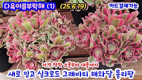 다육이를부탁해1 새롭게 들어온 천지빛깔 예쁜 에오니옴 천상의꽃 아이스크림 해와달 실크로드 스캇렛 아침이슬 Youtube