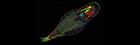 How To Survive Without Sex Rotifer Genome Reveals Its Strategies
