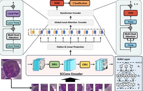 Sckansformer Fine Grained Classification Of Bone Marrow Cells Via