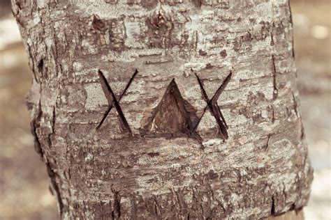 Download Scratched Text Tree Free Stock Photo And Image Picography