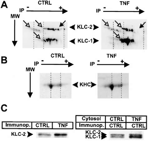 Figure 2 From Tumor Necrosis Factor Induces Hyperphosphorylation Of Kinesin Light Chain And