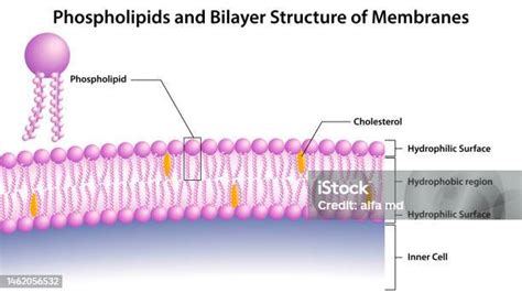 Fosfolipid Dan Struktur Bilayer Membran Ilustrasi Stok Unduh Gambar Sekarang Membran Sel