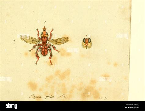 Fauna Germanica Diptera Focuses On The Diptera Order Of Insects Found In Germany