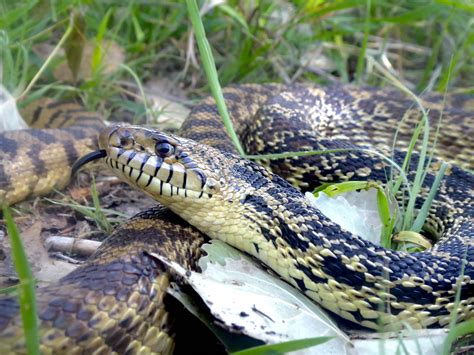 100 Gopher Snake Wallpapers