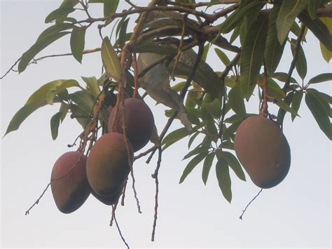 Die Mango