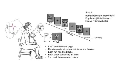 李家洋研究组在水稻分蘖分子调控机理取得新进展中国科学院遗传与发育生物学研究所