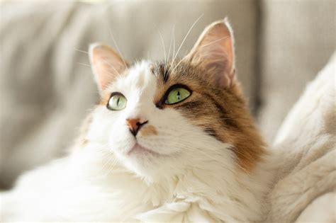 LAZY SUNDAY CATS On Behance