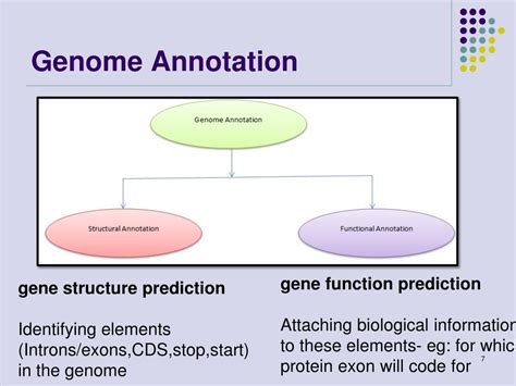 Ppt Genome Annotation Powerpoint Presentation Free Download Id 4776252